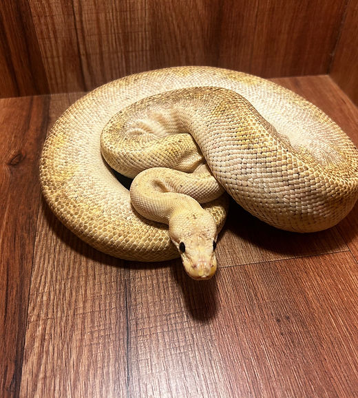 what is a cinnamon ball python