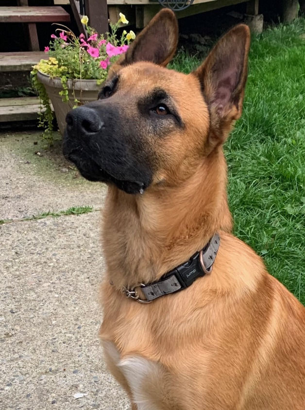 Spring Litter 2021 | Canadian Shepherds