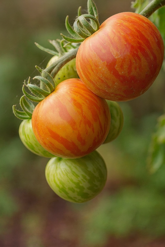 Tigerella Tomato | blackforest