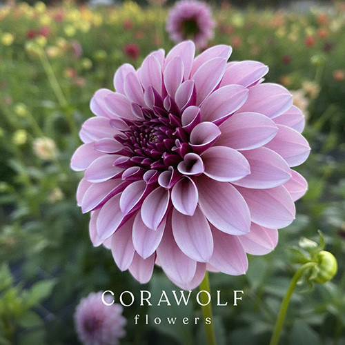 Salish Twilight Girl | Corawolf Flowers