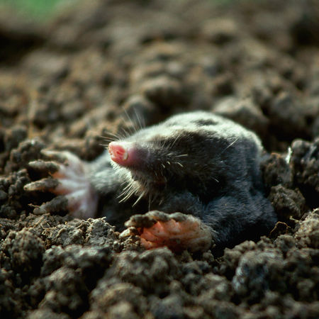 Mole control | Scunthorpe | Safesite Environmental Ltd