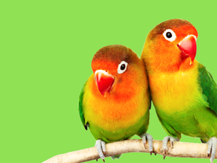 IMAGINE: Imaginary Pets ADOPT now!