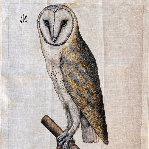 The Owl | Barbara O'Donovan