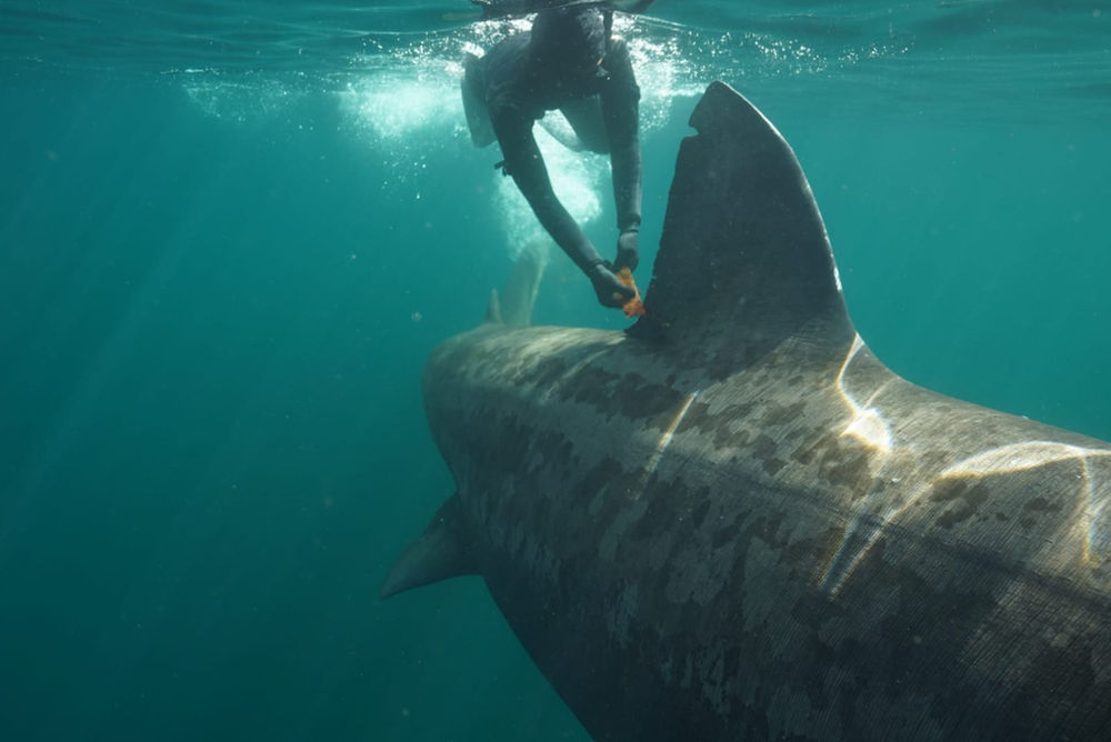 Tagged Basking Shark Re-sighted between Ireland and Scotland