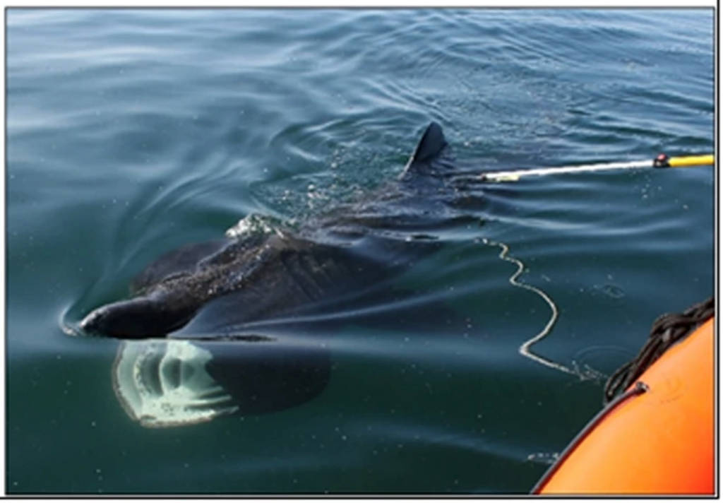 2020 News | The Irish Basking Shark Group