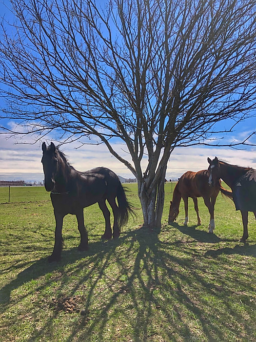Boarding | United States | Lone Tree Stables