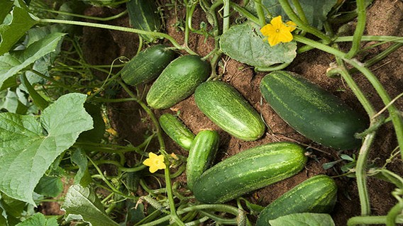 Max Underhill's Farm Supply