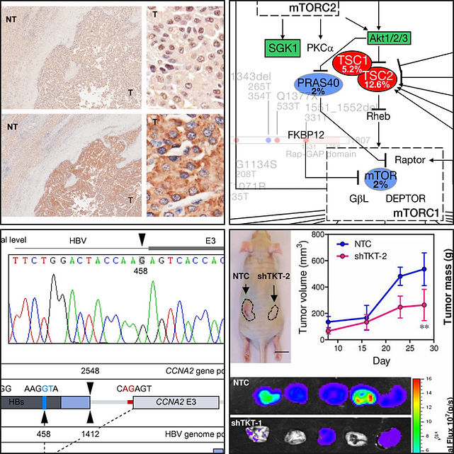Research | Irene Ng's Lab