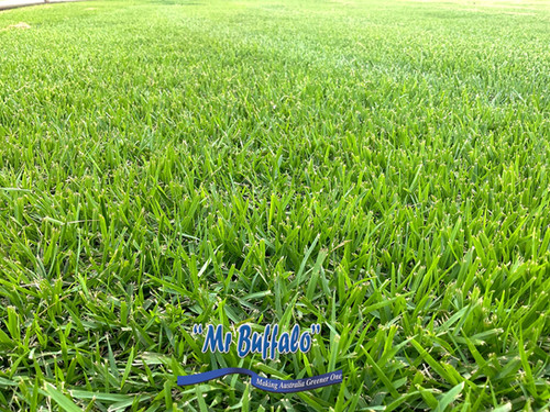 KIKUYU TURF | AffordableMrBuffalo