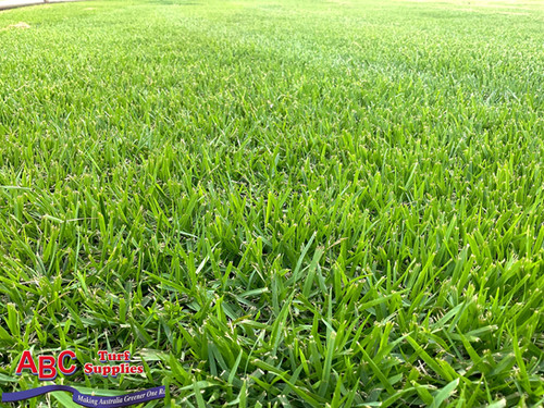 KIKUYU TURF | ABC Turf Supplies