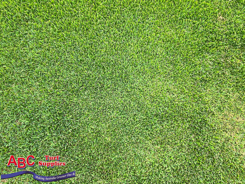 EMPIRE ZOYSIA™ TURF | ABC Turf Supplies