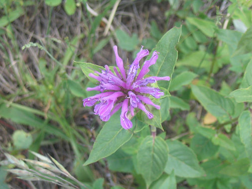 Bee balm Monarda | ACORN Herb School