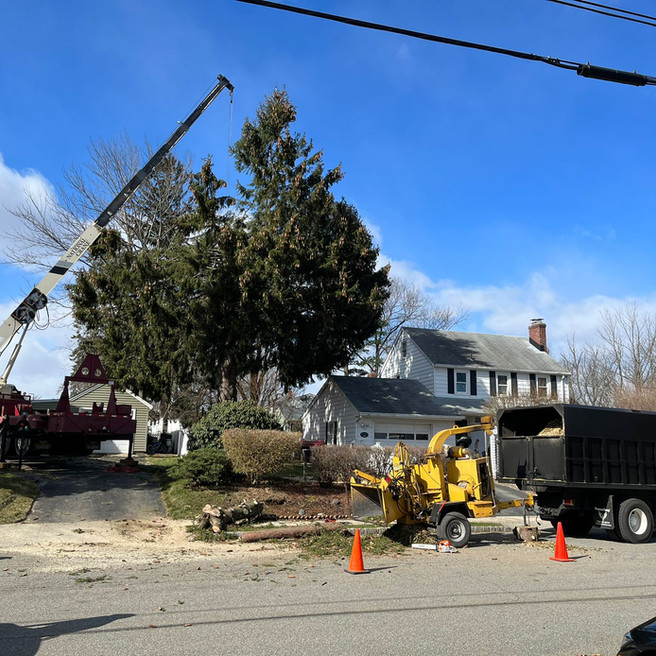 OUR WORK | Treebosstreeservice