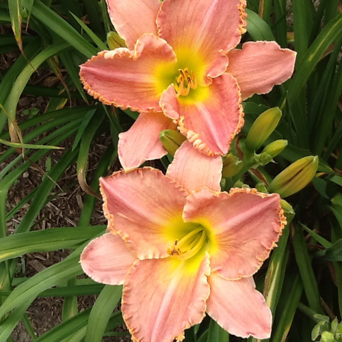 Admiral's Magic daylily - Daylily Drive