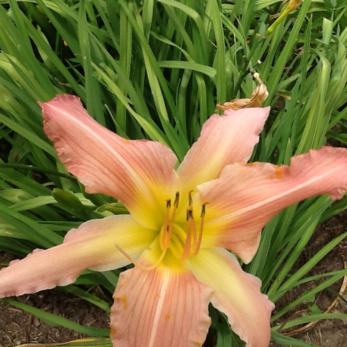 Wind Frills daylily $10 - Daylily Drive
