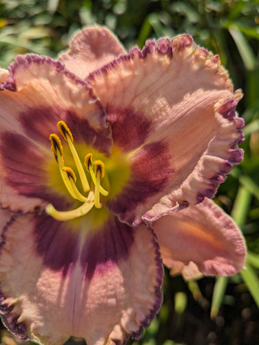 Royal Braid | daylilydrive