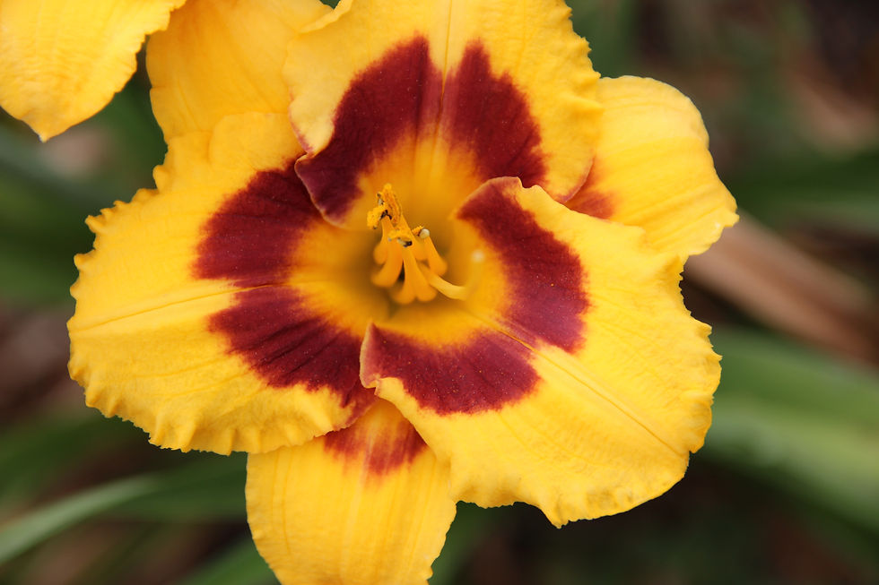 A - C | Daylily Drive 3/6