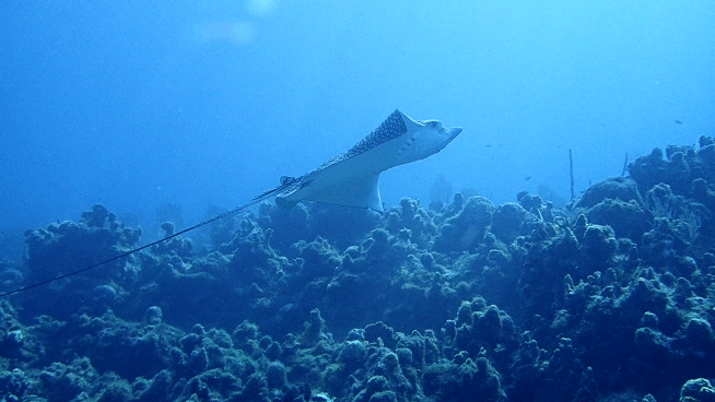 What Do Spotted Eagle Rays Eat