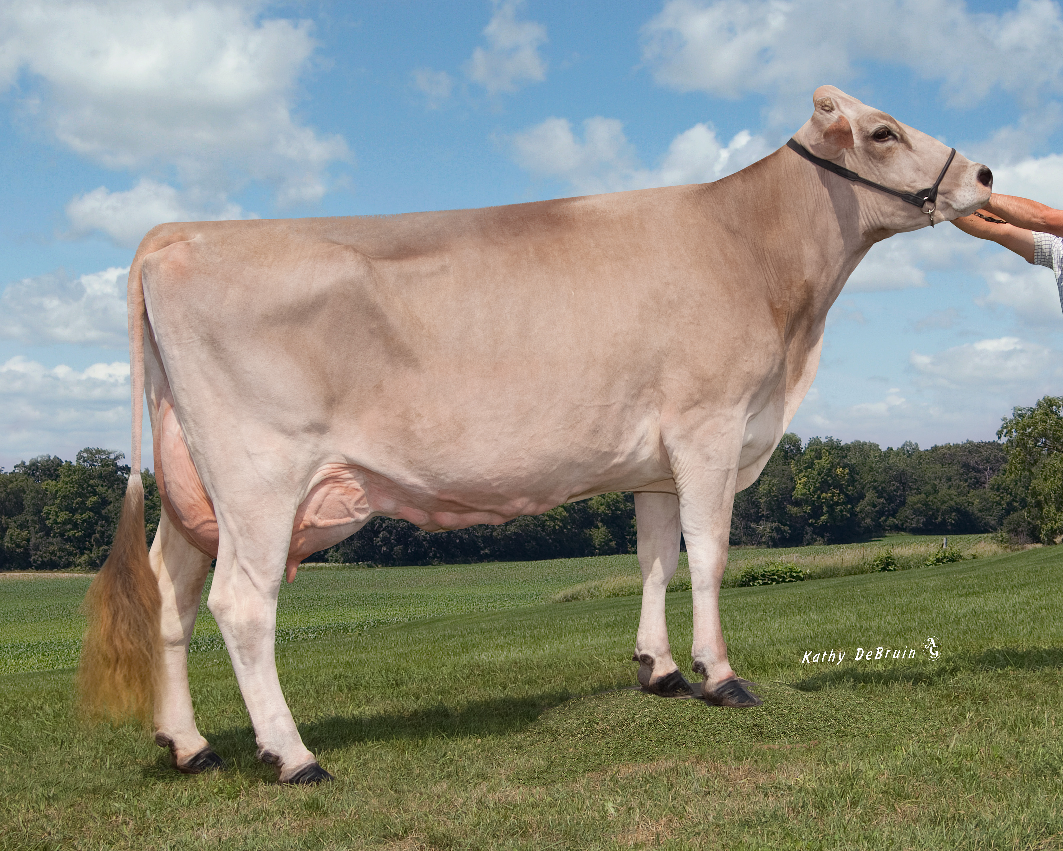 Wisconsin Brown Swiss