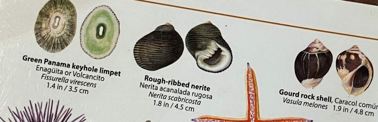 Mollusks Identification | Costa Rica & Eastern Pacific
