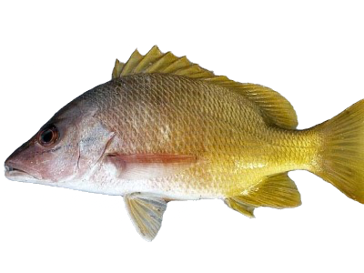 Snapper & Grunts | Costa Rica