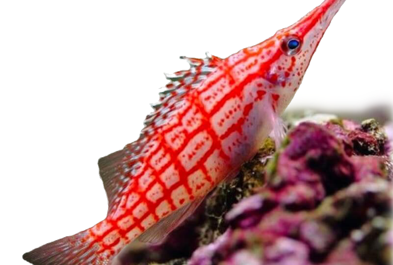 Hawkfish & Scorpionfish | Fish ID - Costa Rica