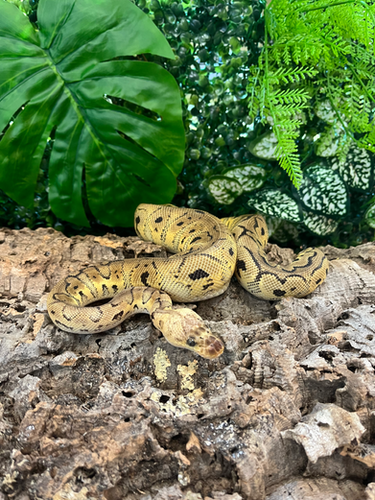 Pastel Clown Poss Motley YB Royal Python | Birmingham Reptiles