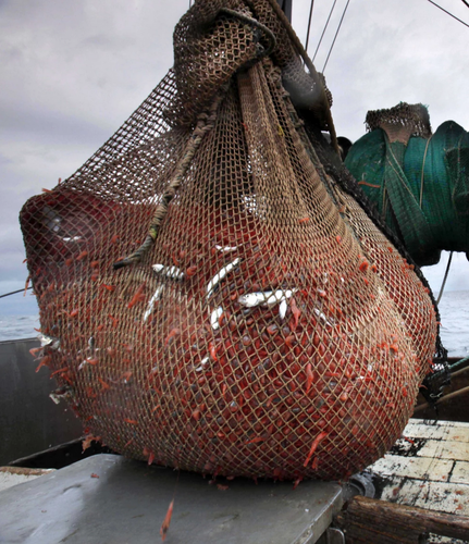 Brown Shrimp Trawl | New River Nets