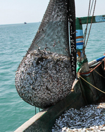 White Shrimp Trawls | New River Nets