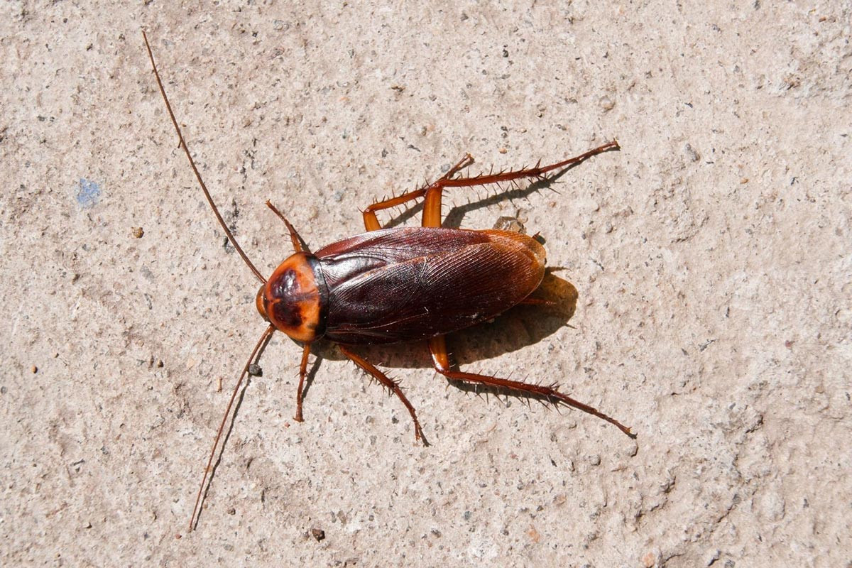 Cockroaches | Luxe Pest Control