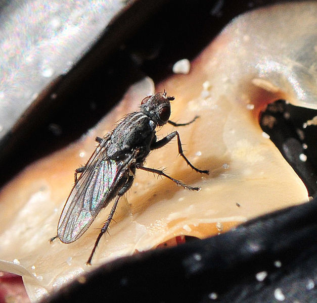 SEALIFE GALLERY | website