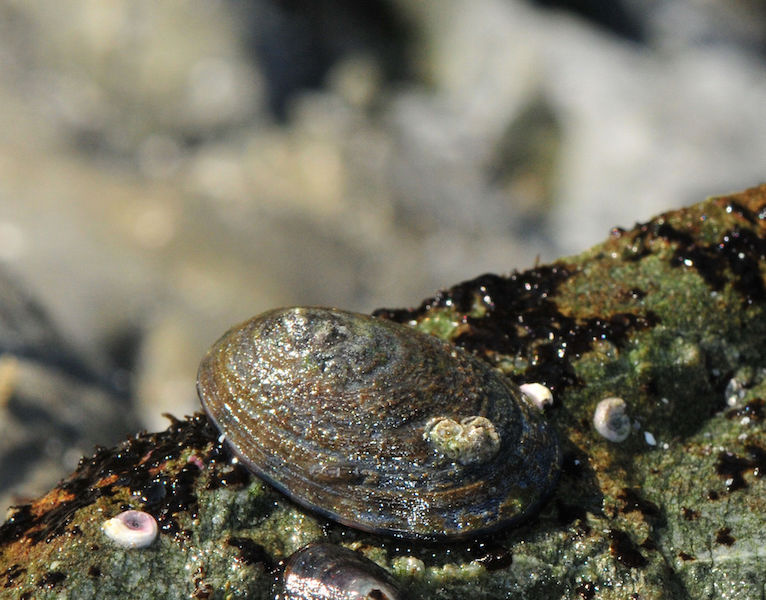 SEALIFE GALLERY | website