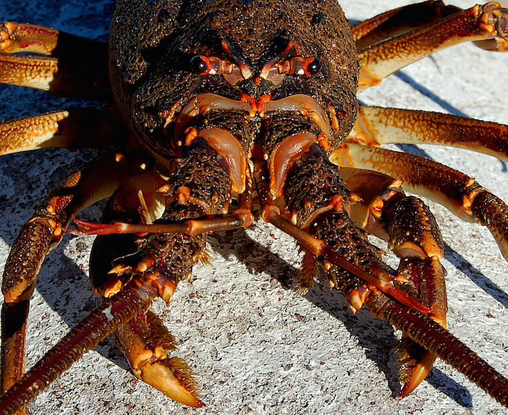 SEALIFE GALLERY | website