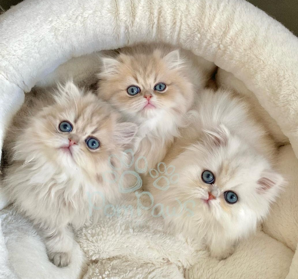 Our Cats | Pompawscats