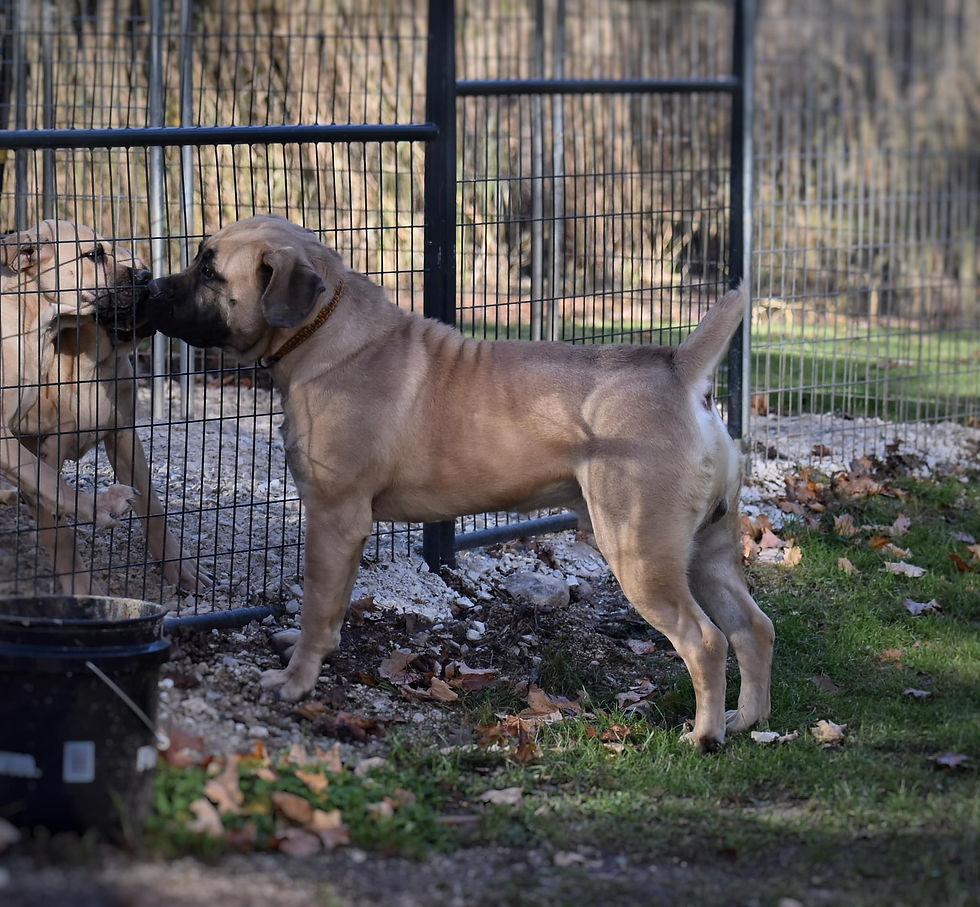 Mae Chester | maeboerboel