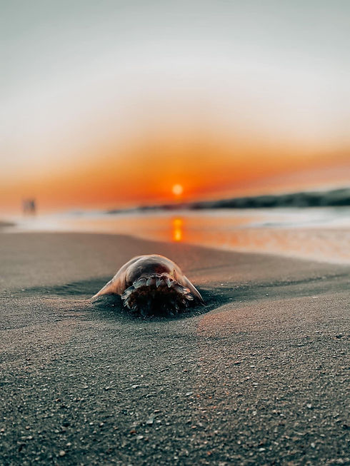 Seashells in Holden Beach | Holden Beach Oceanfr