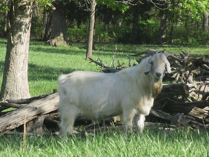 OUR GOATS | Victor Golden Valley