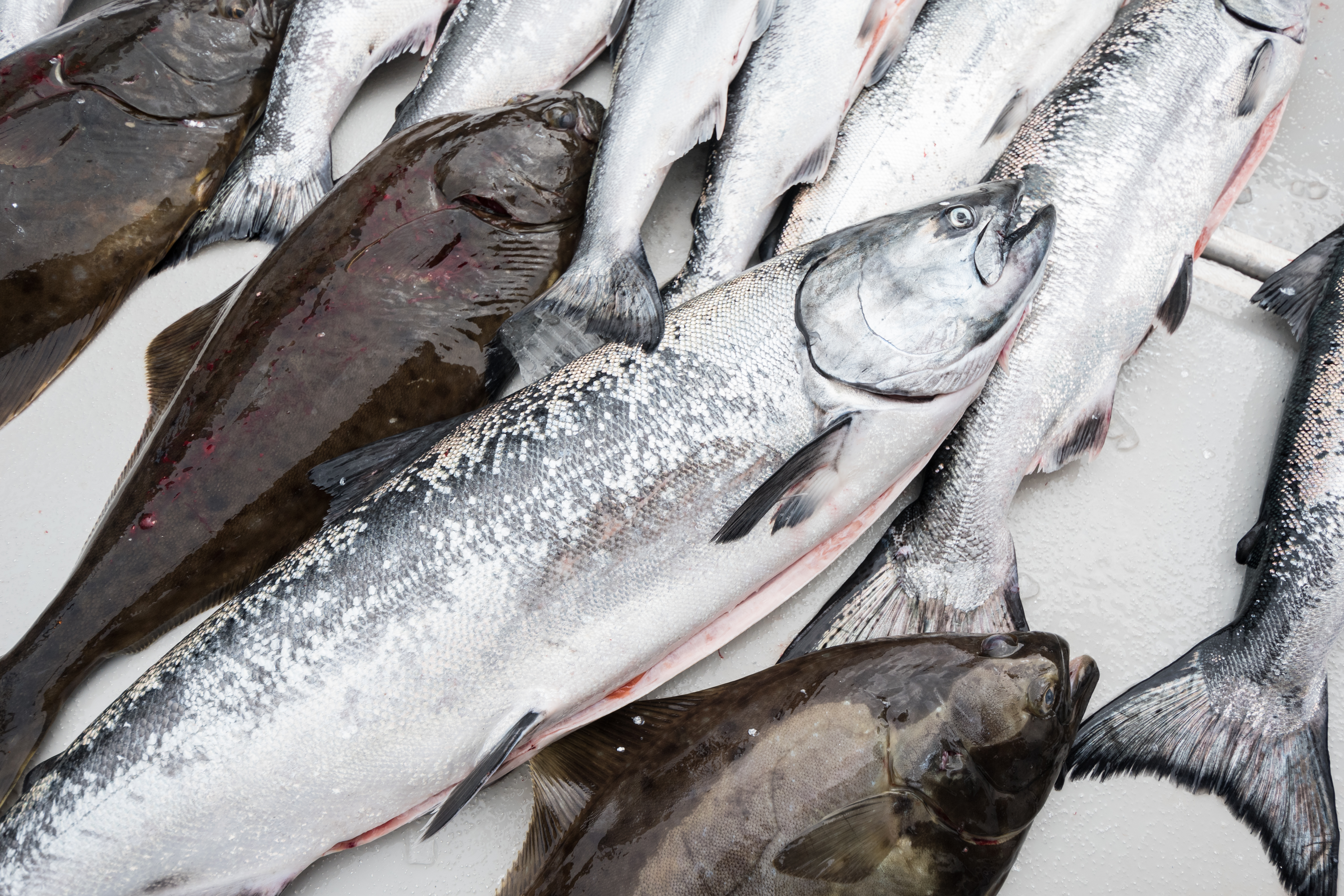 Sitka, Alaska Fish Species | Cascade Creek Lodge