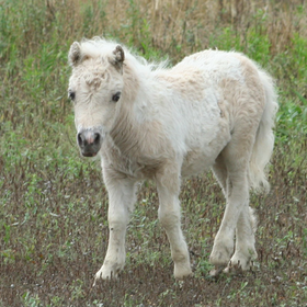 white mini horses