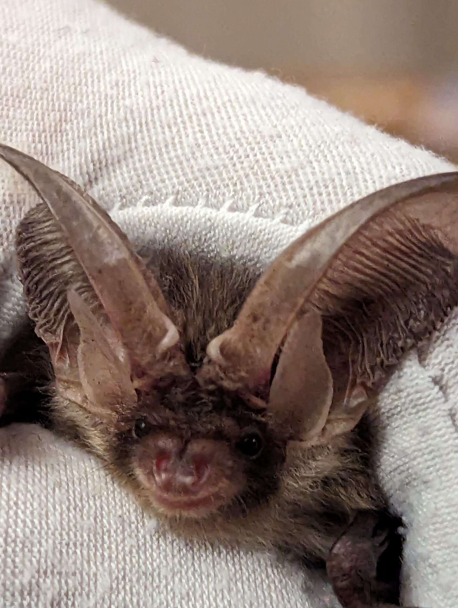 Guildford Town Centre Bat Walk & Talk | ZeroCarbonGuildford