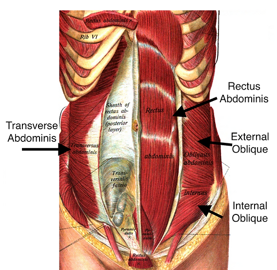 external oblique back