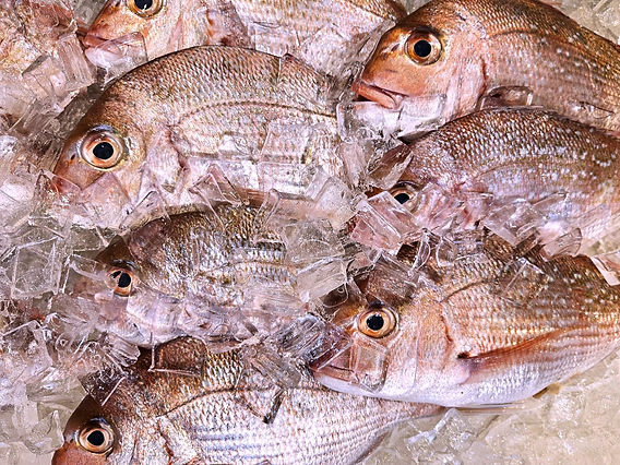 what does looking fishy mean