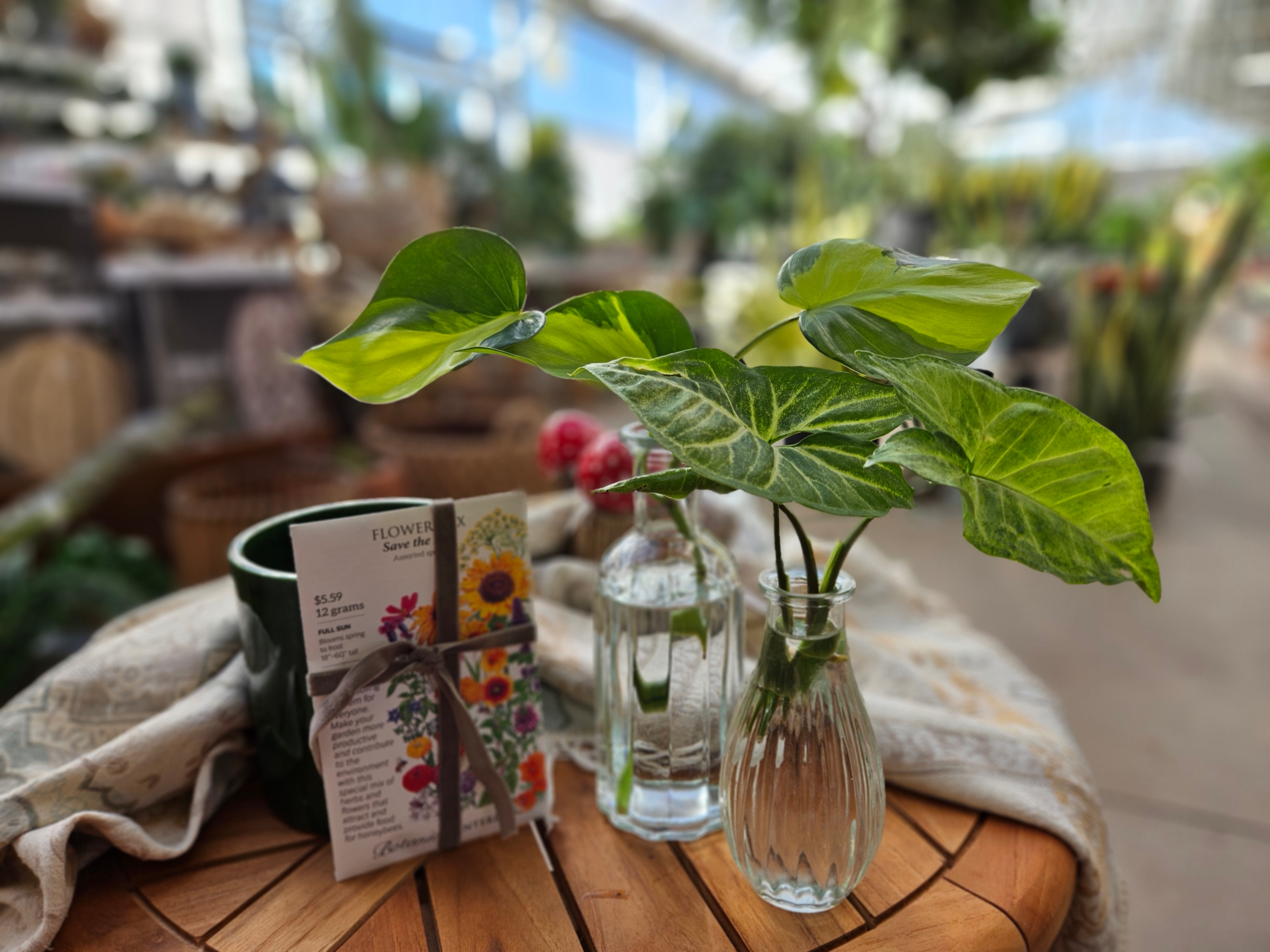 Houseplant Propagation (1) | Scott Valley Feed