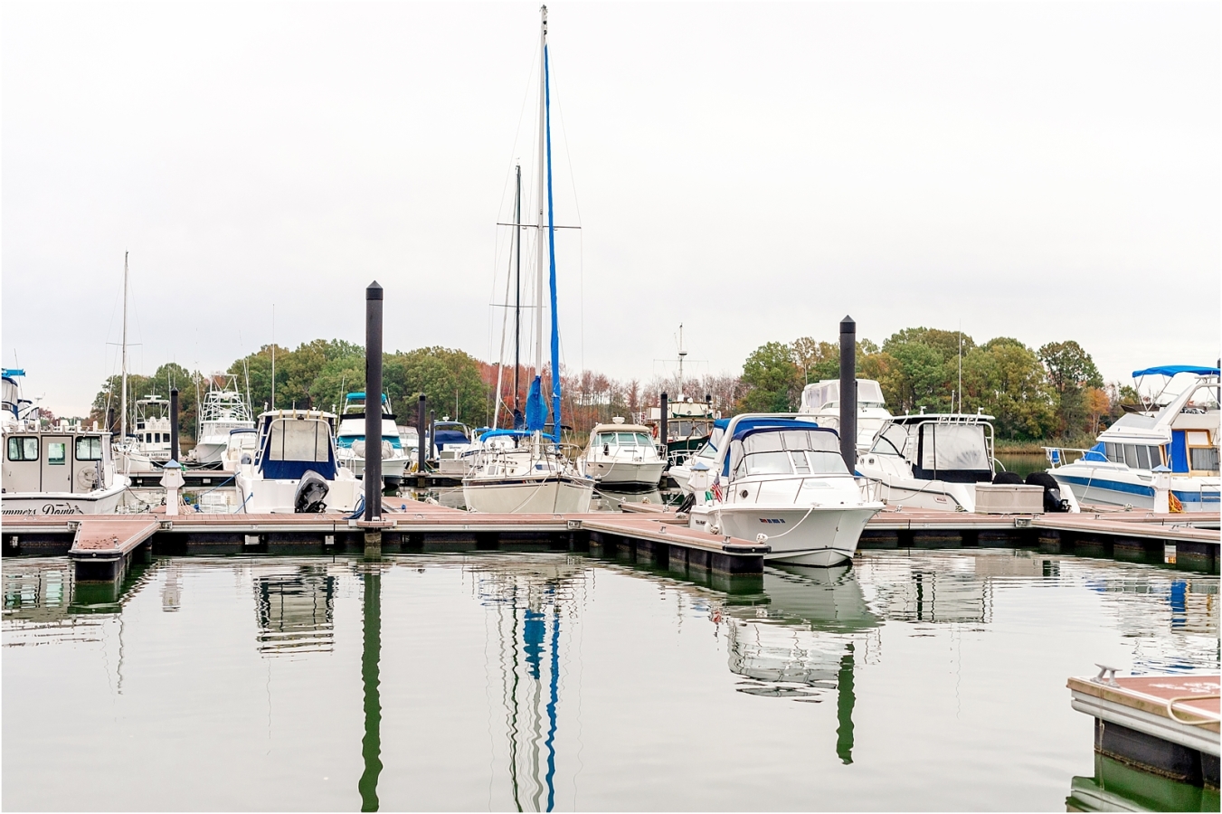 Gallery | silverswan