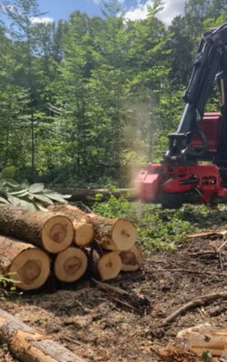 Michigan Timber Services - Logging Photos - Northern Michigan