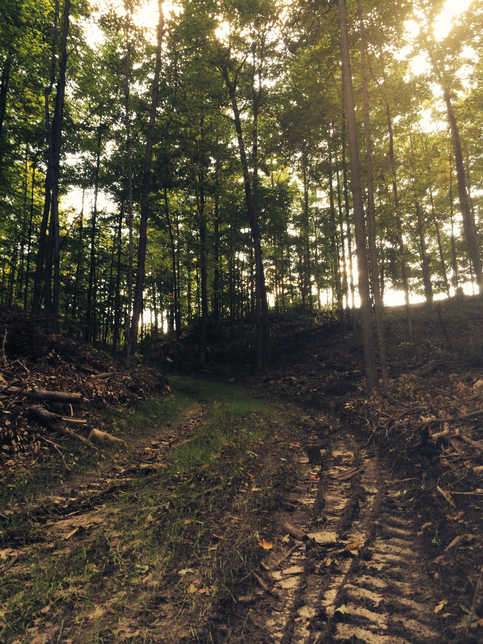 Michigan Timber Services - Before & Afters - Northern Michgan