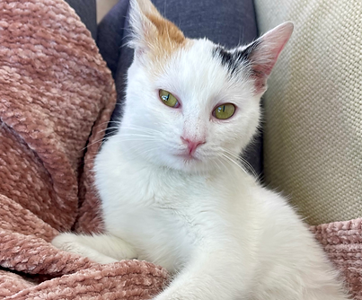 Meet Our Kitties | Happy Kitty Rescue