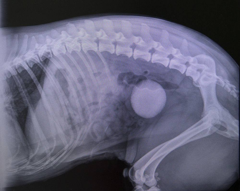 URINARY STONES IN DOGS AND CATS: Two Very Different Outcomes