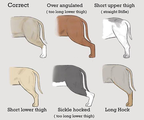 Pasterns & Hocks | Heart of Texas LRC