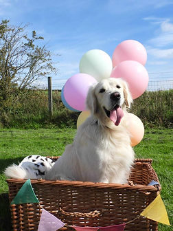 Events | Saving Strays